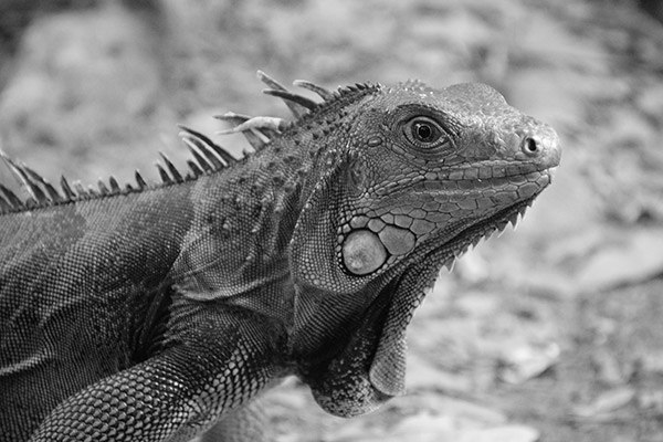 Sample Project #8 - Tex Electric